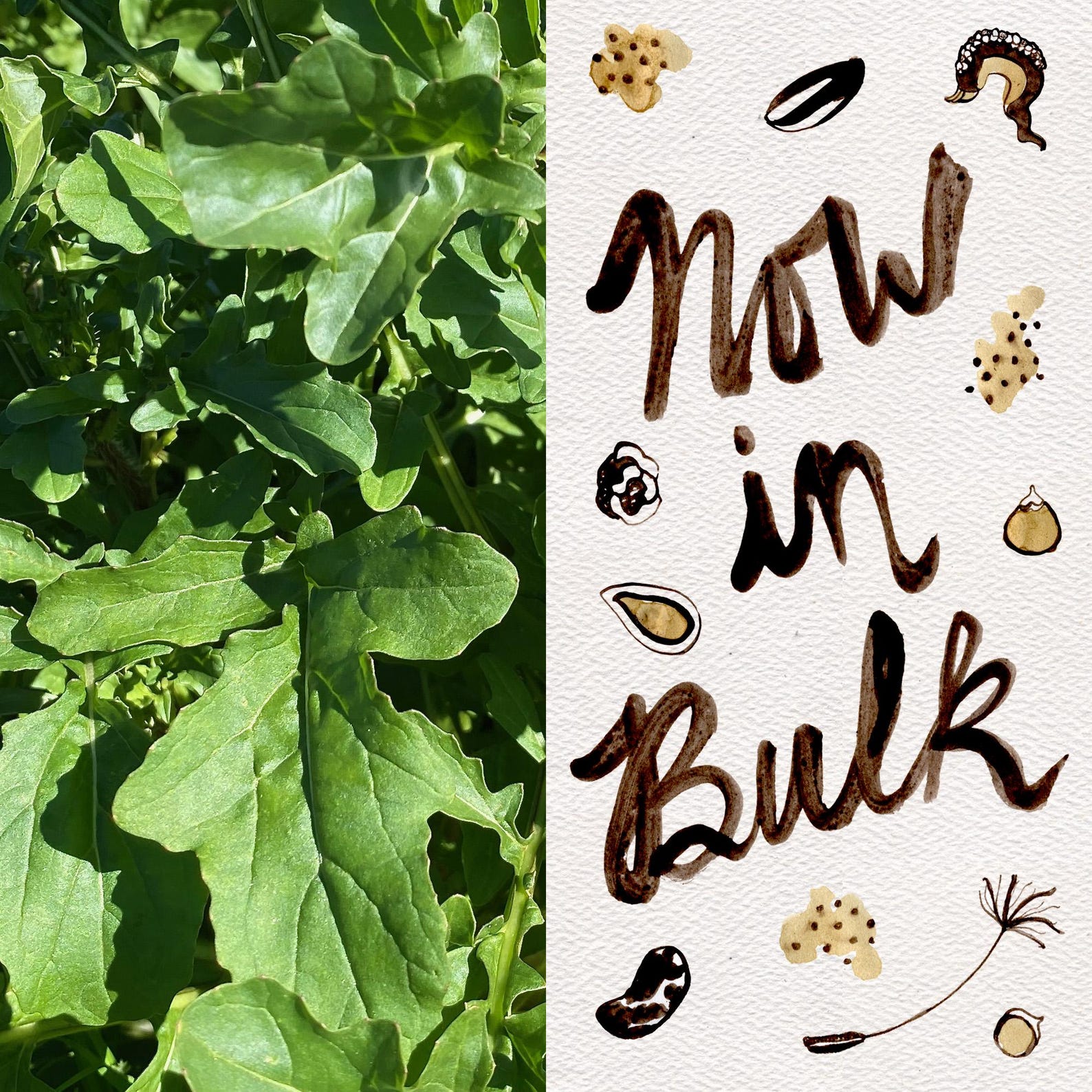 Arugula Seeds for Planting, Sprouting: Certified Organic, Bulk Seed or ...