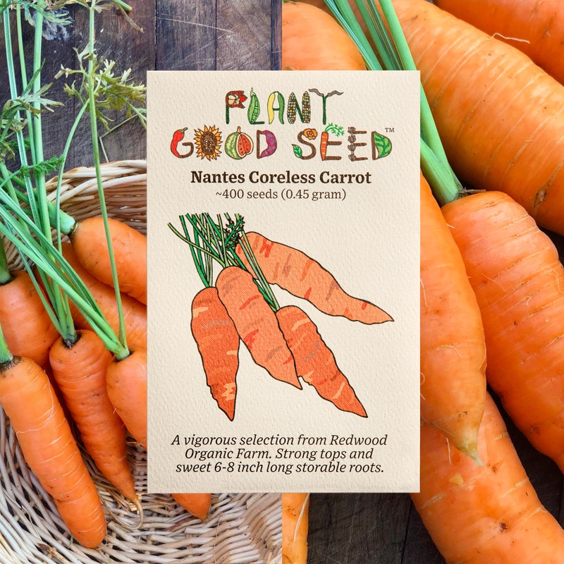 Carrot Seeds - Etsy