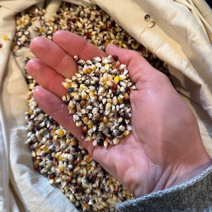 Cherokee Long Ear Small Popping Corn Seed Packet Grow for Ornamental ...