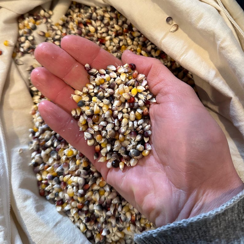 Cherokee Long Ear Small Popping Corn Seed Packet Grow for Ornamental ...
