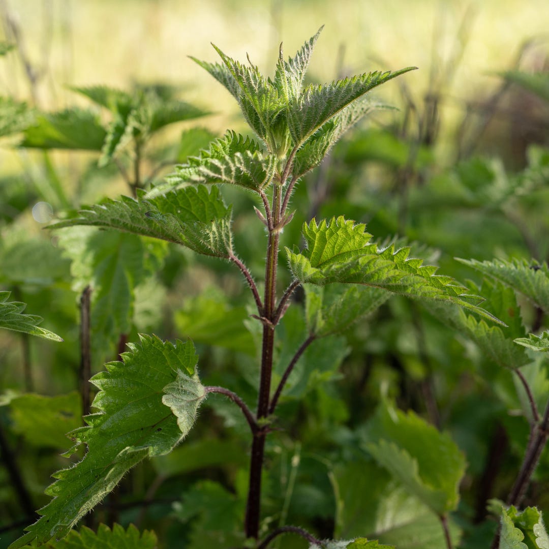 Stinging Nettle Seeds: Organic Mineral Rich Dynamic Accumulator Plant ...