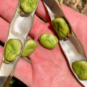 Crimson Flowered Fava Beans, Certified Organic Heirloom Seeds Rare Fava ...