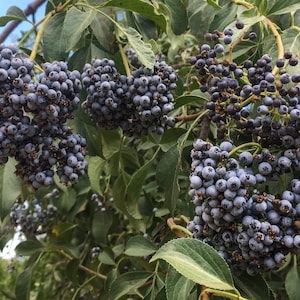 Mexican Elderberry Seeds: Native California Tree Shrub, Blue Berries ...