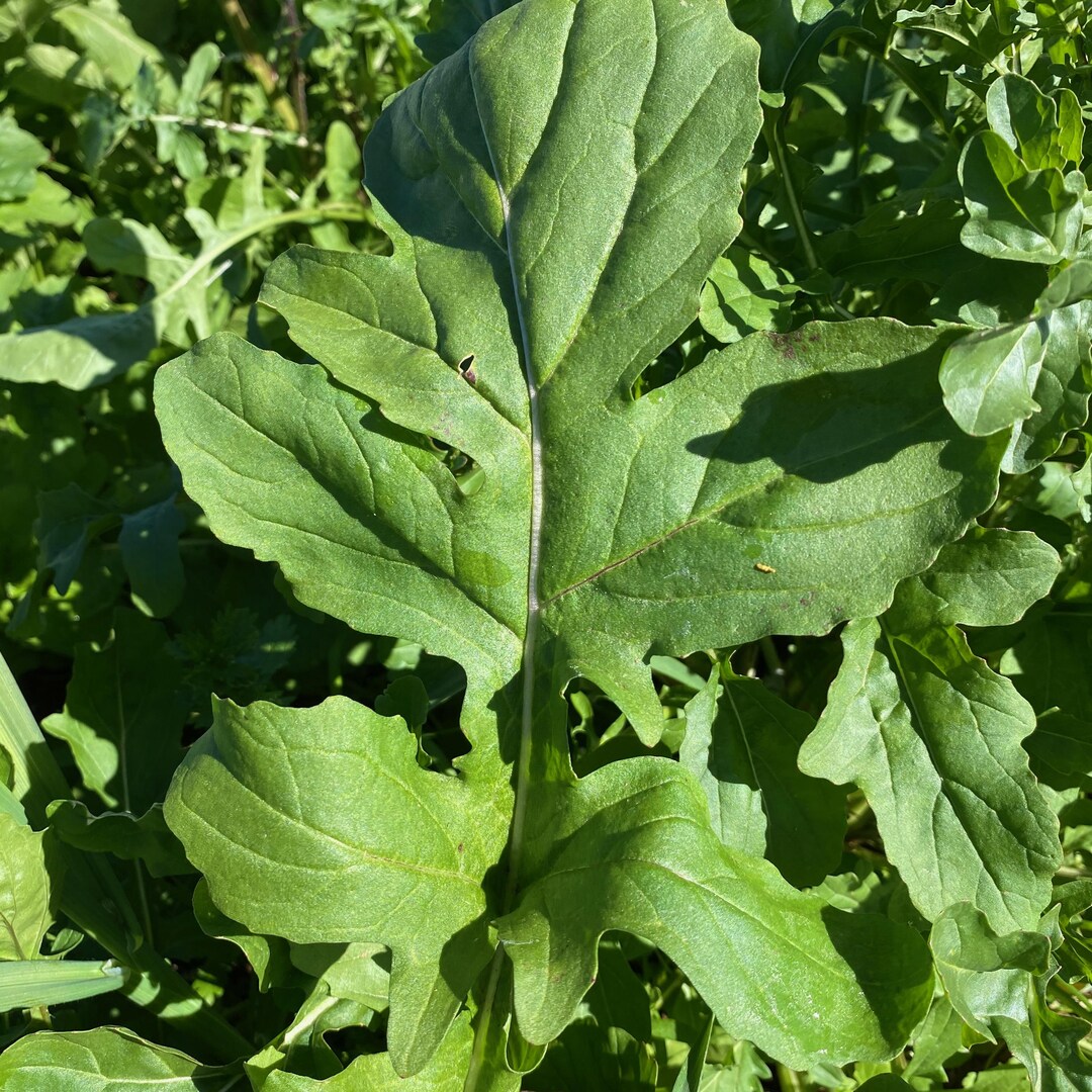 Arugula Seeds for Planting, Sprouting: Certified Organic, Bulk Seed or ...