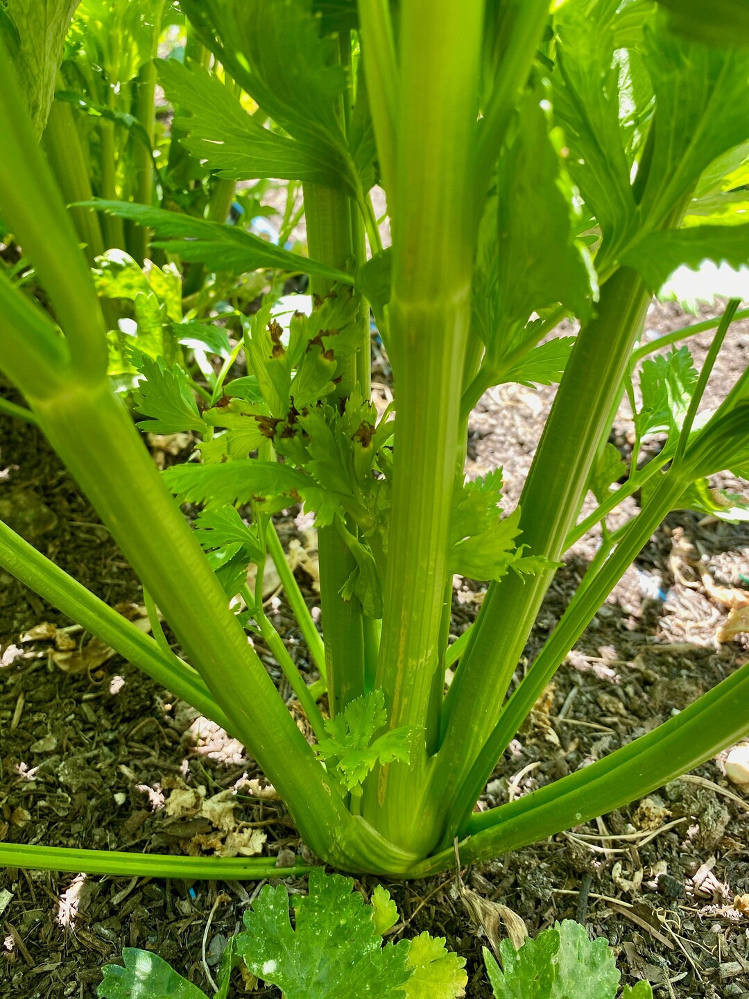 Tango Celery Seeds (~250): Non-gmo, Heirloom, Open Pollinated Seed ...