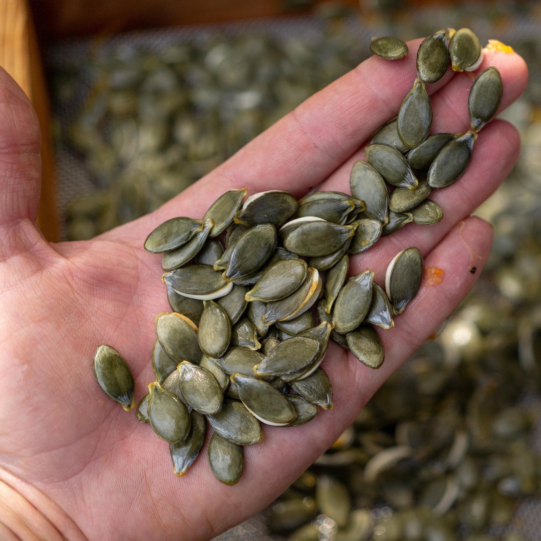 Styrian Hulless Pumpkin Seeds for Planting: Oil Pumpkin Heirloom Austrian Seeds, Organic Green ...
