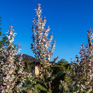 Clary Sage Seeds (~50): Certified Organic, Non-gmo, Open Pollinated ...