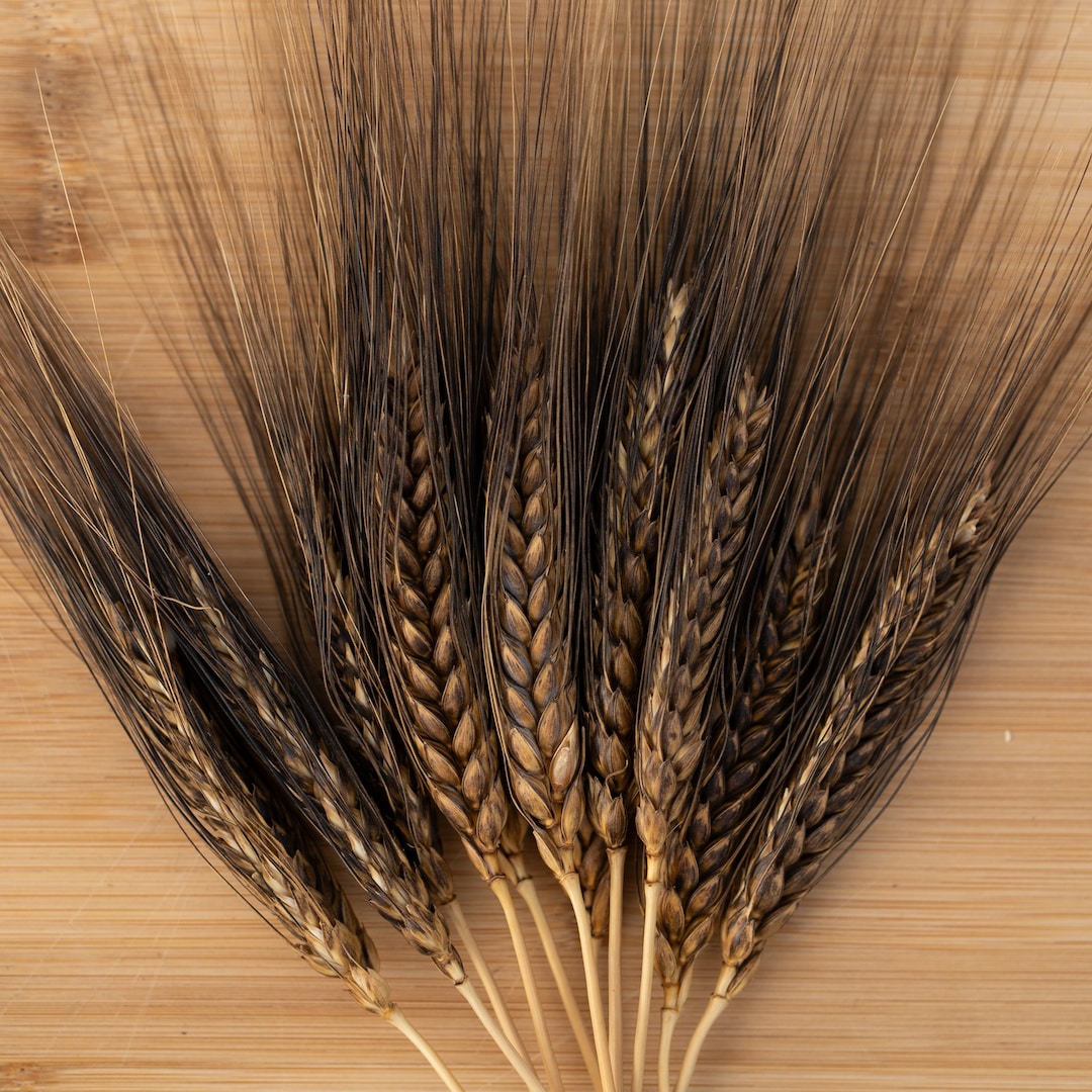 Black Eagle Spring Wheat Seeds for Planting: Ornamental or Garden Grow ...