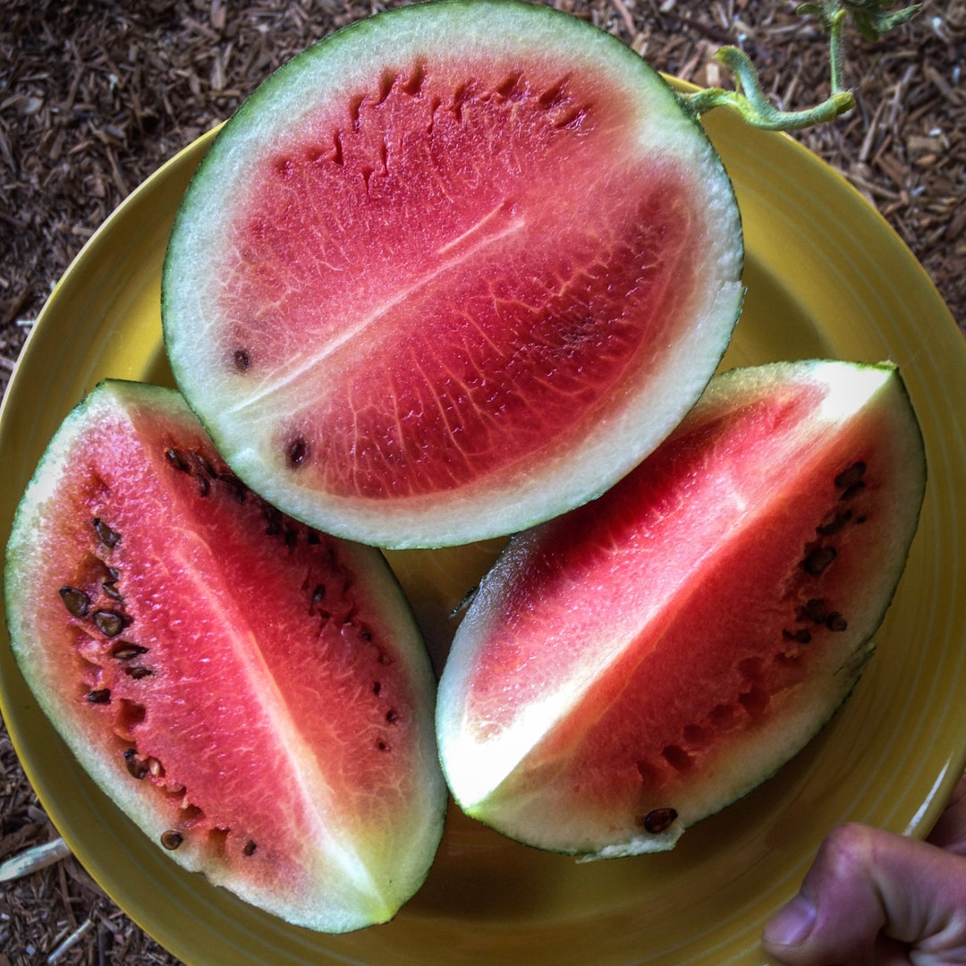 Sugar Baby Watermelon Seeds (~30): Certified Organic, Non-gmo, Heirloom ...