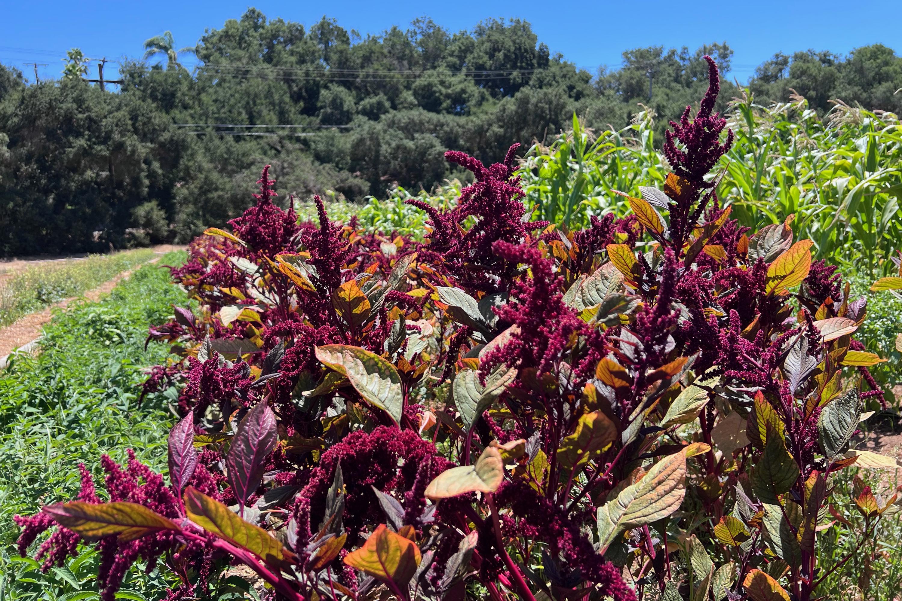 Hopi Red Dye Amaranth (amaranthus Cruentus) Seeds: Packet or Bulk Seed ...