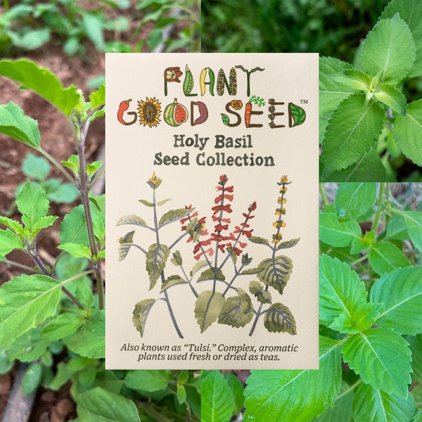 Tulsi Seeds - Etsy