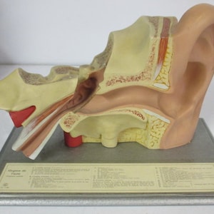Antique Plaster Anatomical Model of an Ear Somso - Etsy