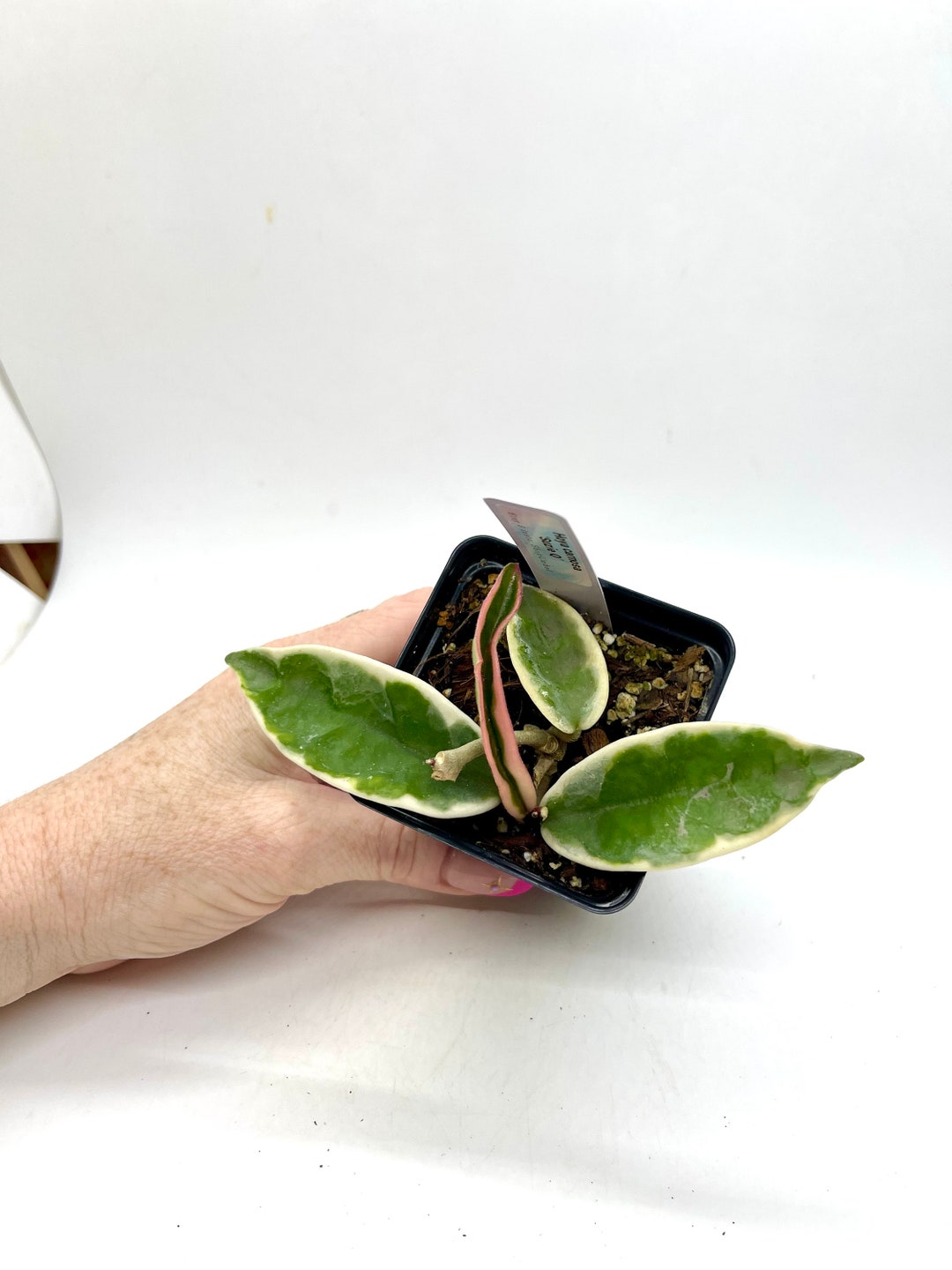 Hoya Carnosa 'suzie Q' - Etsy