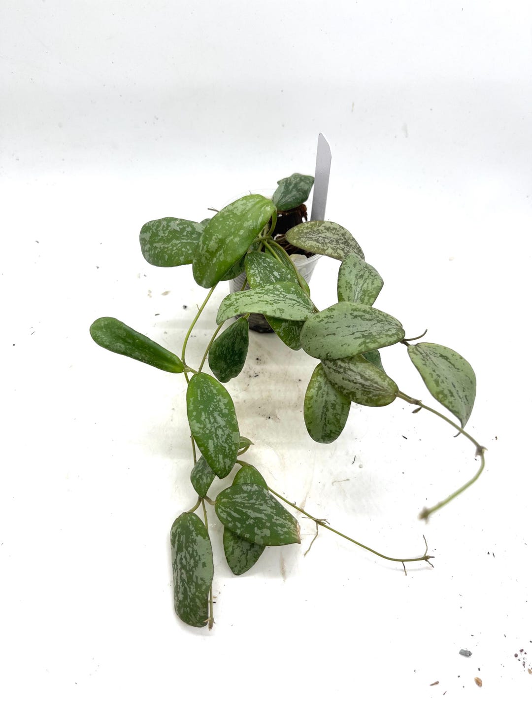 Hoya Sigillatis (round Form AH001) - Etsy