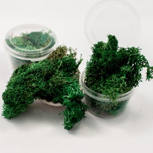 Natural Dark Green Moss, Real Preserved Natural Moss, Iceland Moss ...