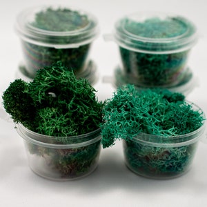 Natural Dark Green Moss, Real Preserved Natural Moss, Iceland Moss ...