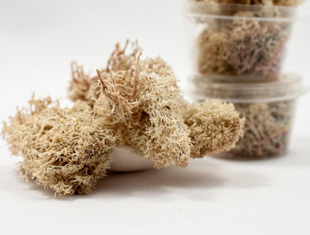 Natural Beige Moss, Real Preserved Natural Moss, Iceland Moss, Sphere ...