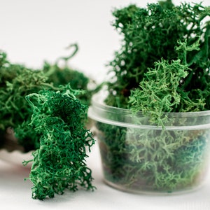 Natural Dark Green Moss, Real Preserved Natural Moss, Iceland Moss ...