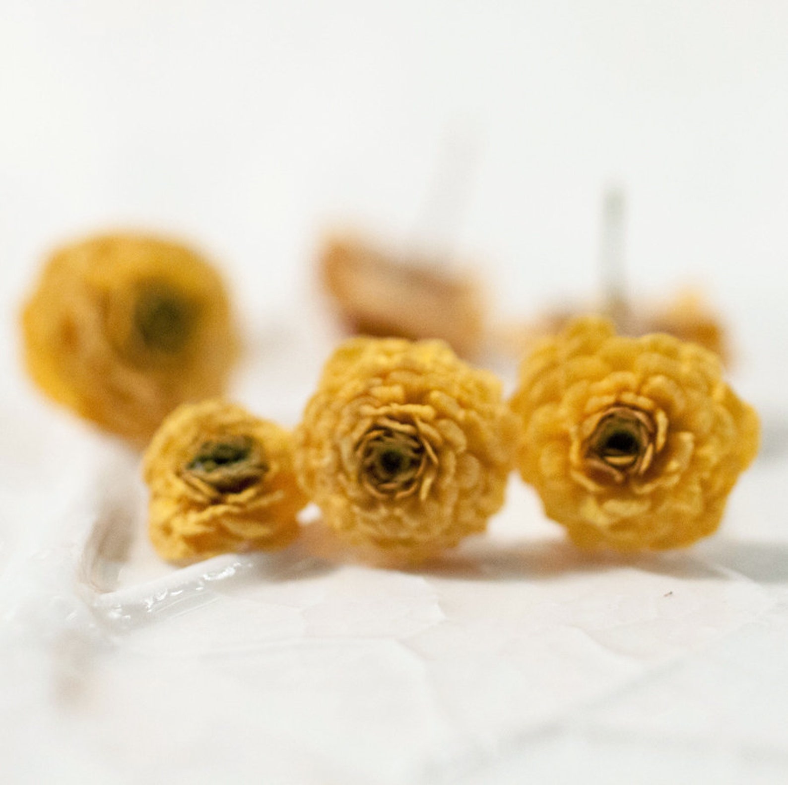 25-30 Pcs Dried Flowers Yellow Ranunculus, Resin Jewelry Earrings, Made ...