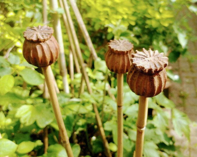 3 X Poppy Seed Head Garden Cane Toppers Hand Carved in Wood an Ideal ...
