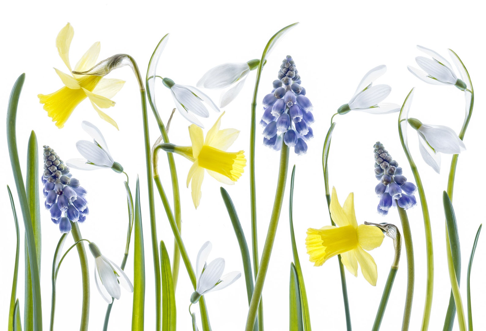 Spring flowers greeting card | Etsy