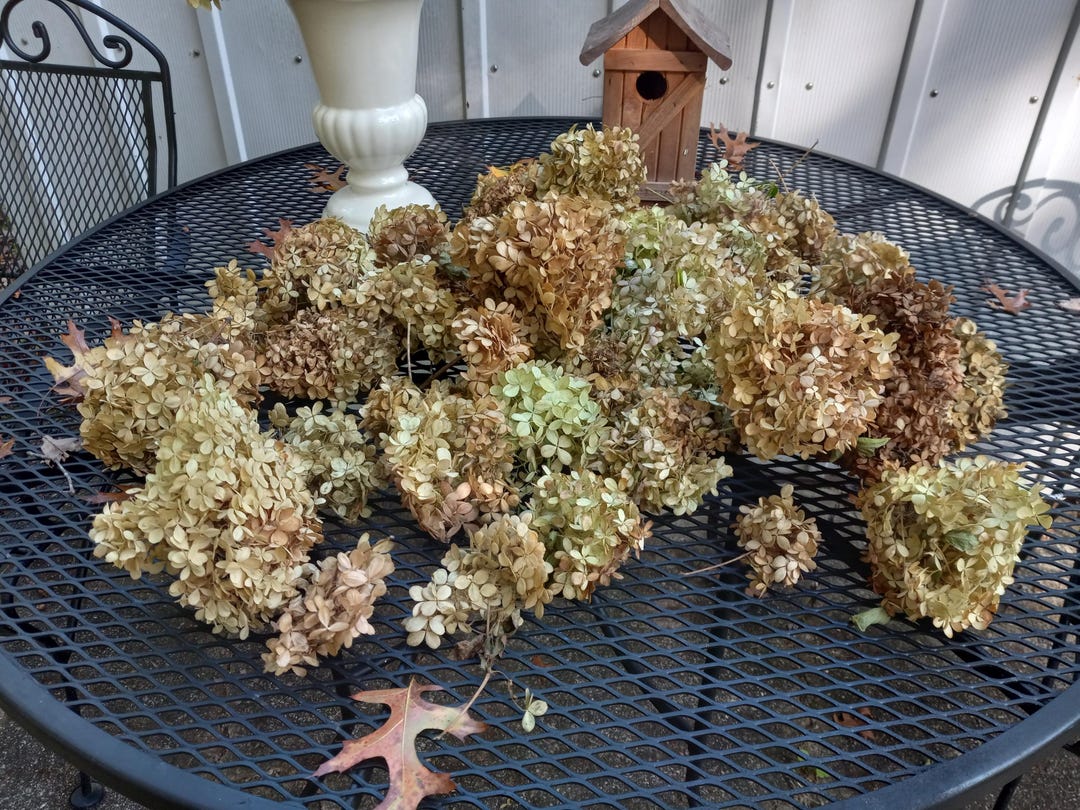 36 Limelight Hydrangea Bloom Pieces Rustic Farmhouse Colors, Rust ...