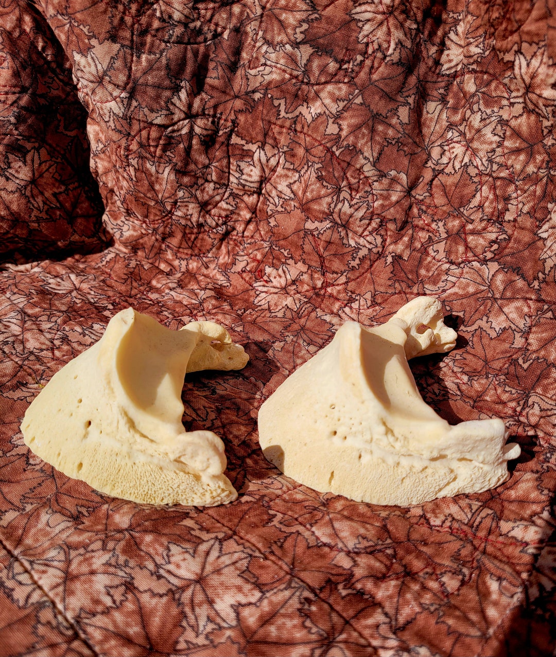 Horse Hoof Coffin Bone 1 Real Bone FREE SHIPPING - Etsy