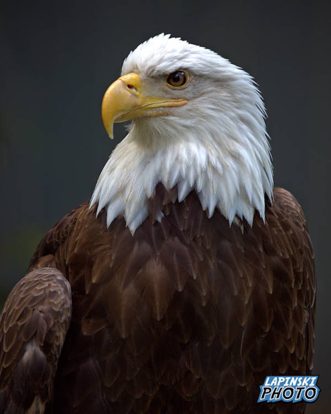 Bald Eagle Photograph, Color Photography, Nature Photo, Wall Art, Art ...