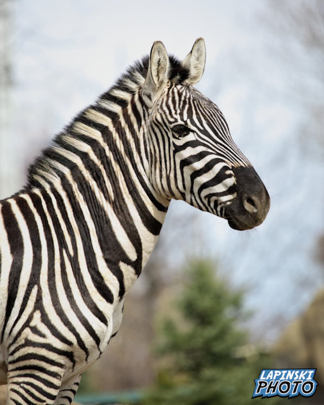 Zebra Photograph, Color Photography, Nature Photo, Wildlife Wall Art ...