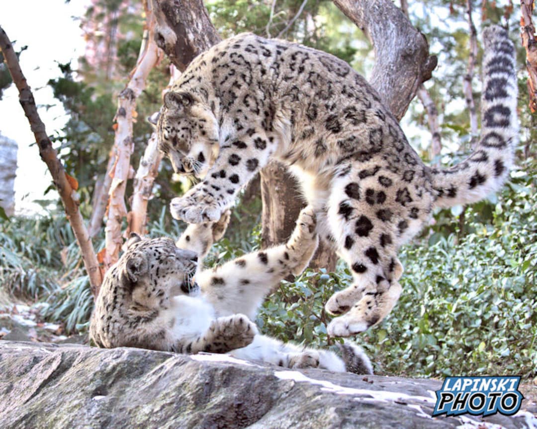 Snow Leopard Photograph, Color Photography, Nature Photo, Art Print ...