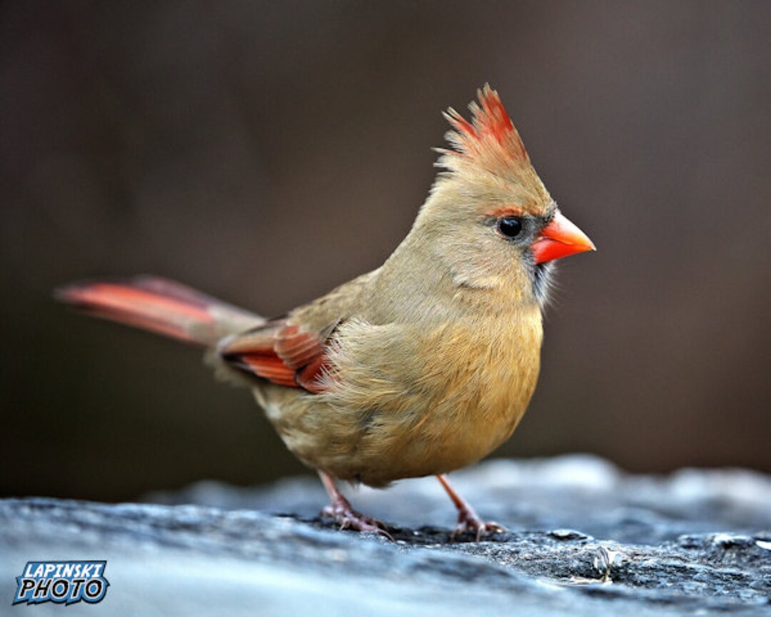 Female Cardinal Photograph, Central Park, Color Photography, Nature ...