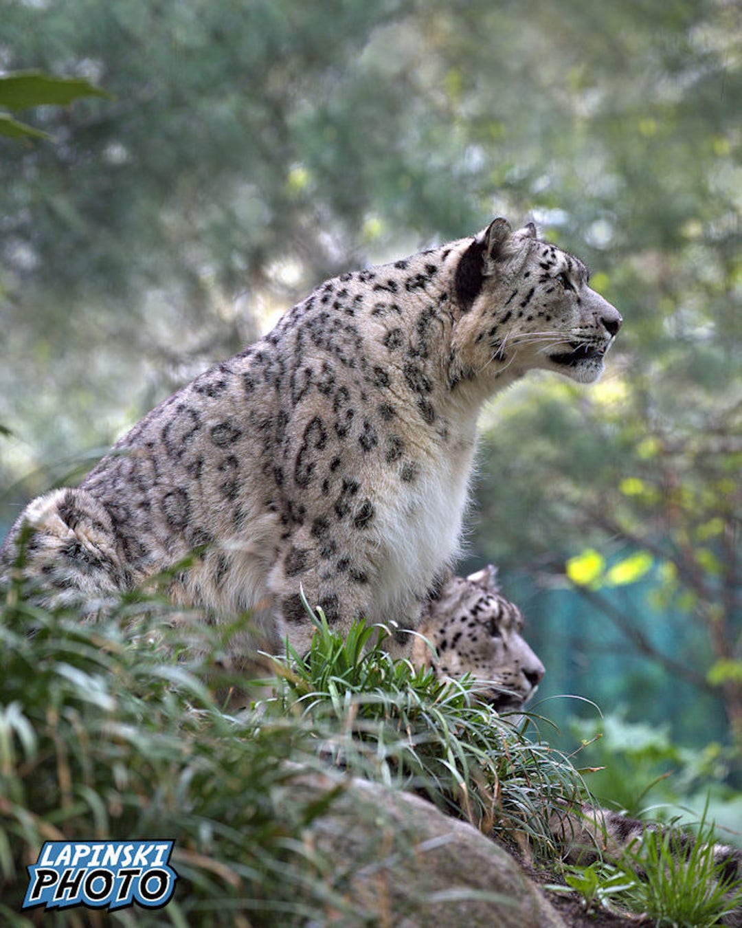 Snow Leopard Photograph, Color Photography, Nature Photo, Wall Art, Art ...