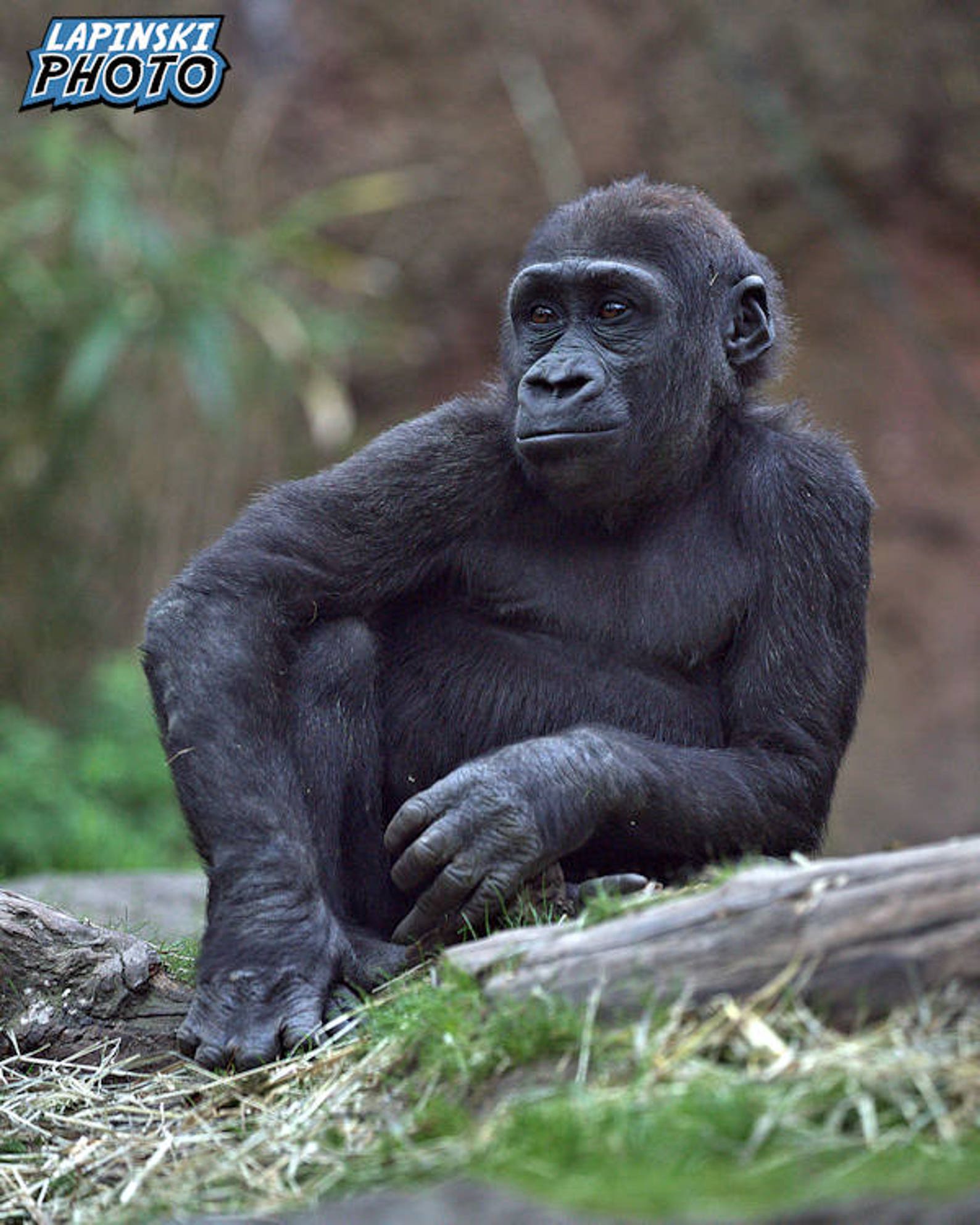 Gorilla Photograph, Color Photography, Nature Photo, Wall Art, Art ...