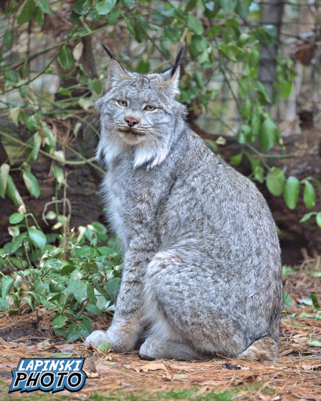 Canadian Lynx Photograph, Color Photography, Nature Photo, Wall Art ...