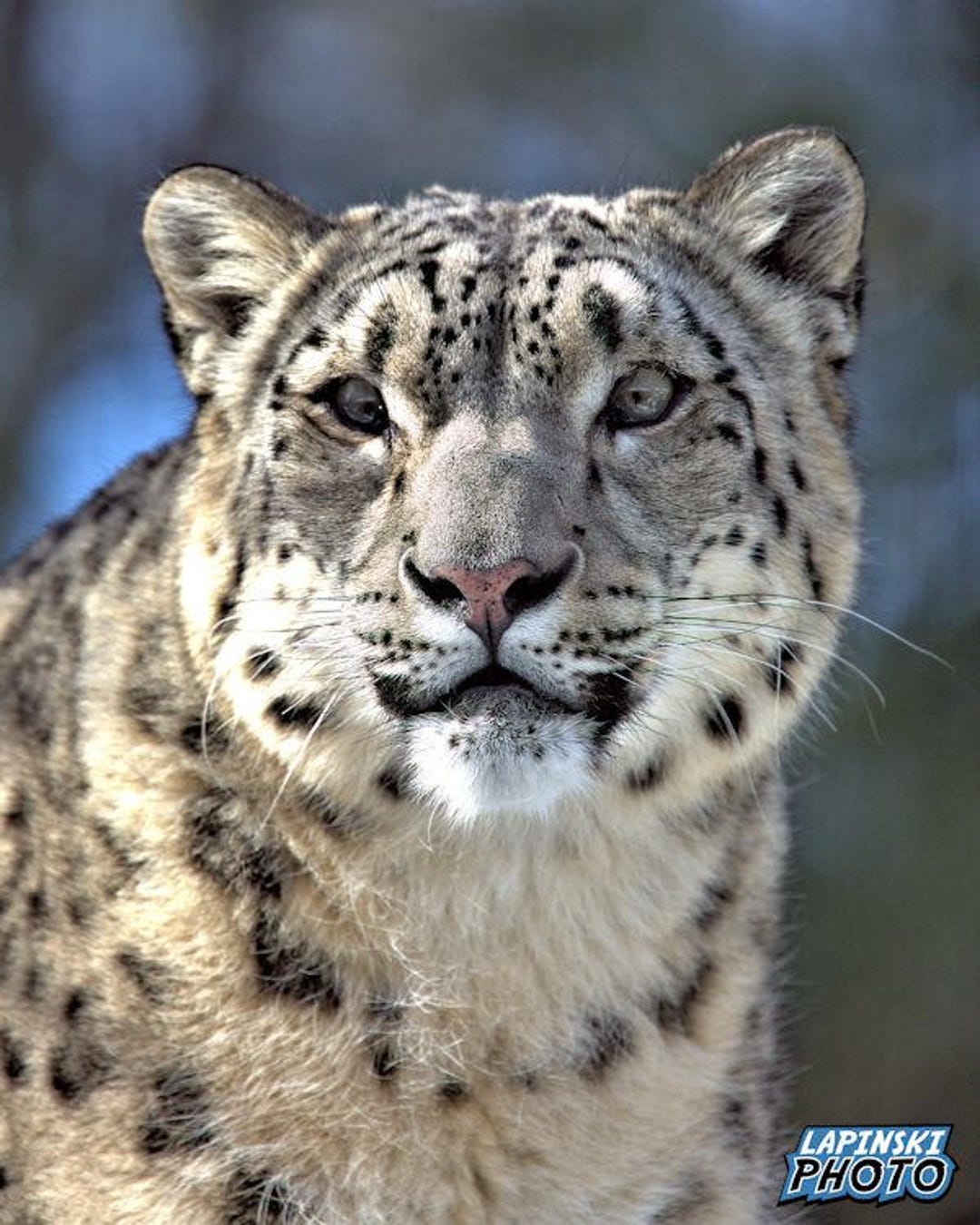 Snow Leopard Photograph, Color Photography, Nature Photo, Wall Art, Art ...