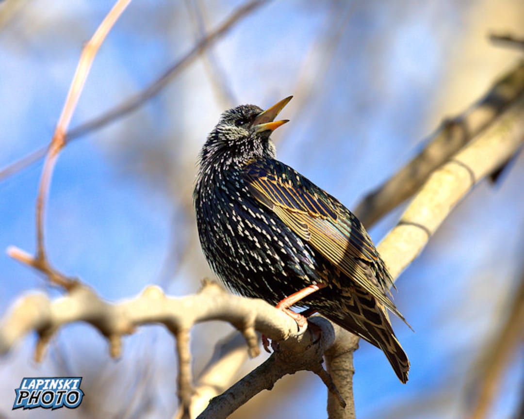 European Starling Photograph, Color Photography, Nature Decor, Wall Art ...