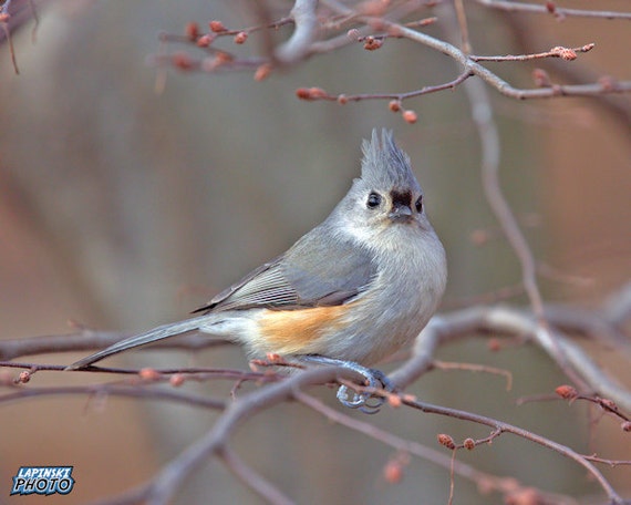 Tufted Titmouse Photograph Central Park Color Photography | Etsy