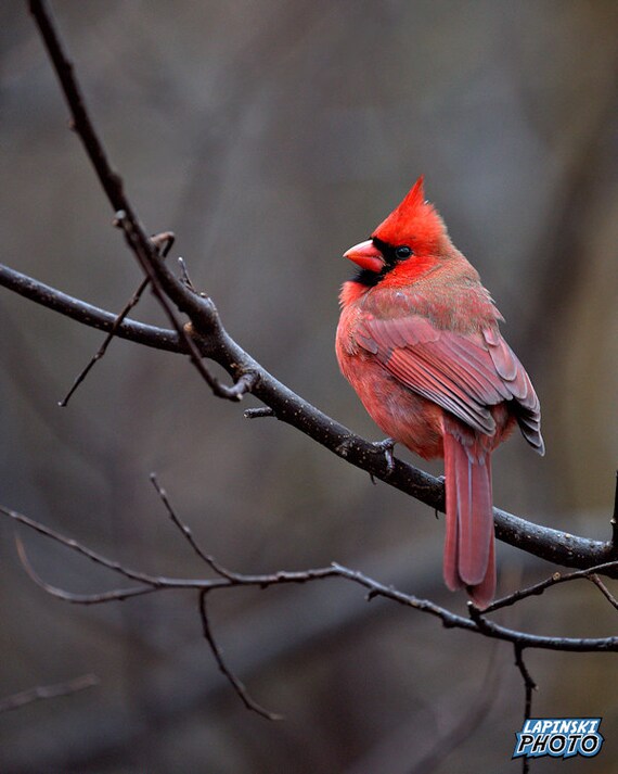 Cardinal Photograph Central Park Color Photography Nature | Etsy