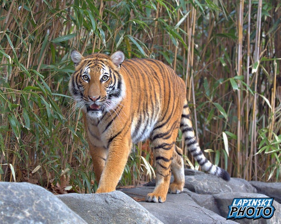 Animales Tigres Color ¿Cómo Era El Extinto Tigre De Tasmania? Un