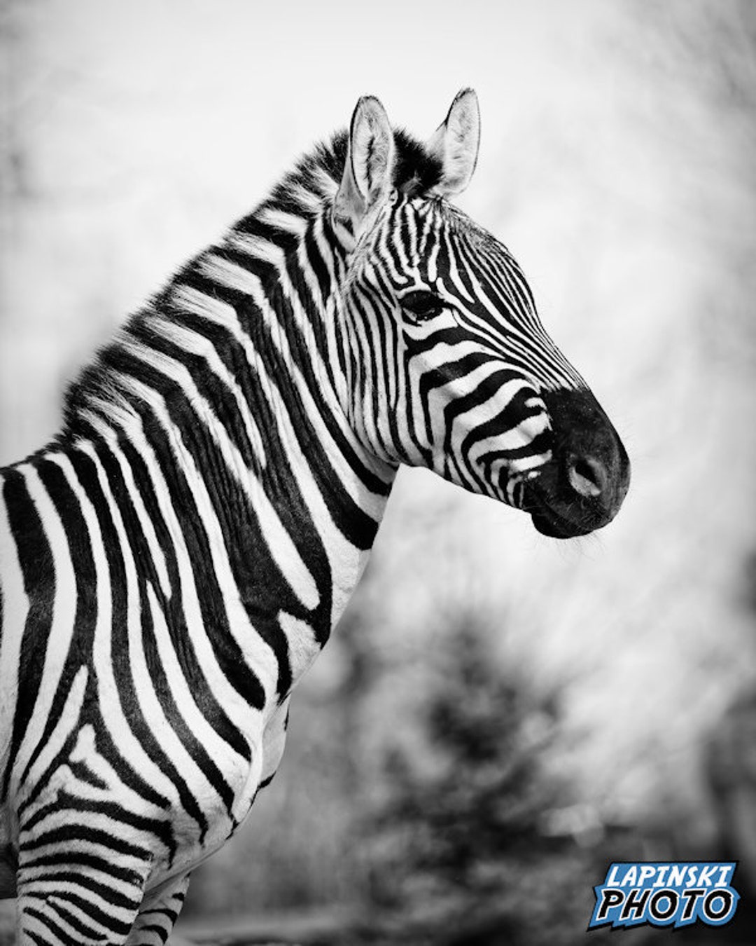 Wild Animal Photography Portraits