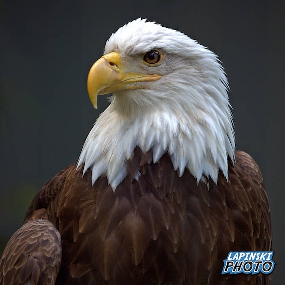 How To Color A Bald Eagle