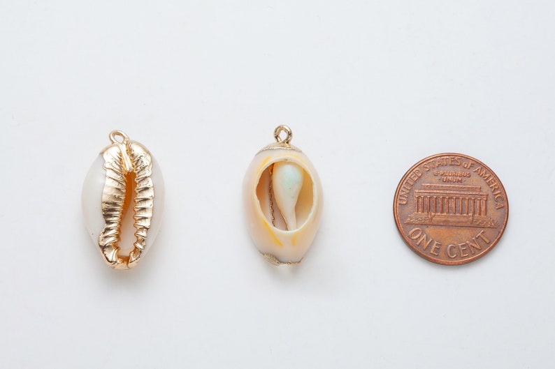 2 PCS Natural Sea Shell Cowrie Shell Money Shell Shell - Etsy