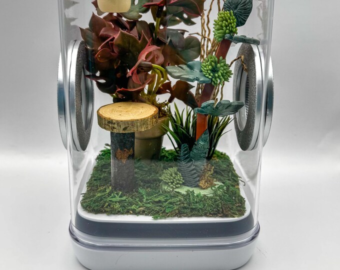 Jumping Spider Enclosure, 5x5x7, READY TO SHIP, Spider House, Spider ...