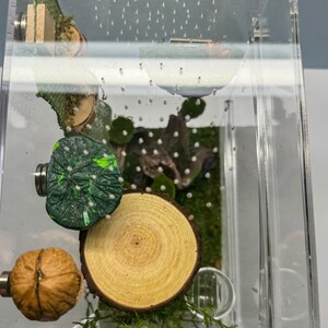 Front Opening Jumping Spider Enclosure, 7.8x5.3x10, READY TO SHIP ...