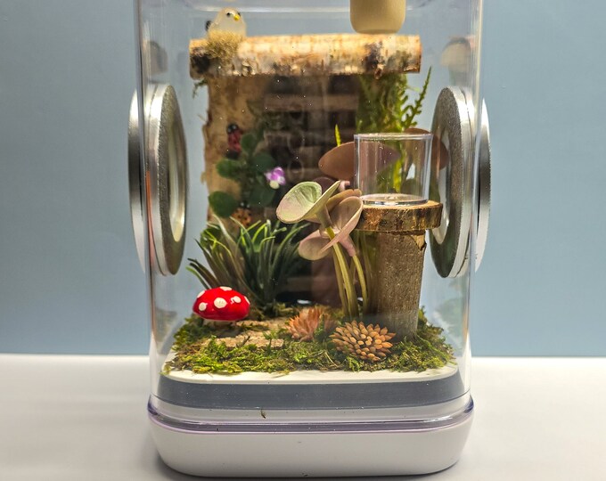 Jumping Spider Enclosure, 5x5x7, READY TO SHIP, Spider House, Spider ...