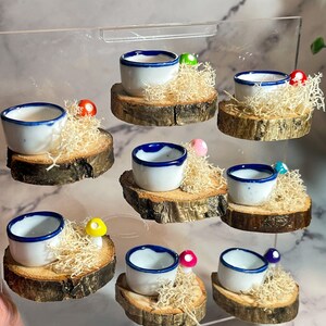 Jumping Spider Food Dish, Jumping Spider Enclosure , Accessories for ...