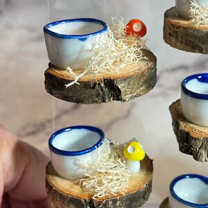 Jumping Spider Food Dish, Jumping Spider Enclosure , Accessories for ...