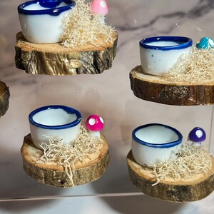 Jumping Spider Food Dish, Jumping Spider Enclosure , Accessories for ...