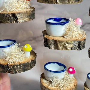 Jumping Spider Food Dish, Jumping Spider Enclosure , Accessories for ...