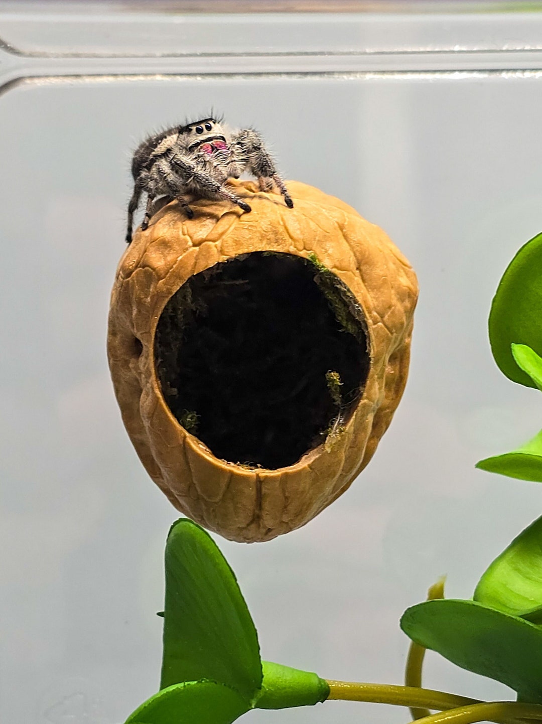Jumping Spider Walnut Hide, Walnut Hide for Enclosure, Magnet ...
